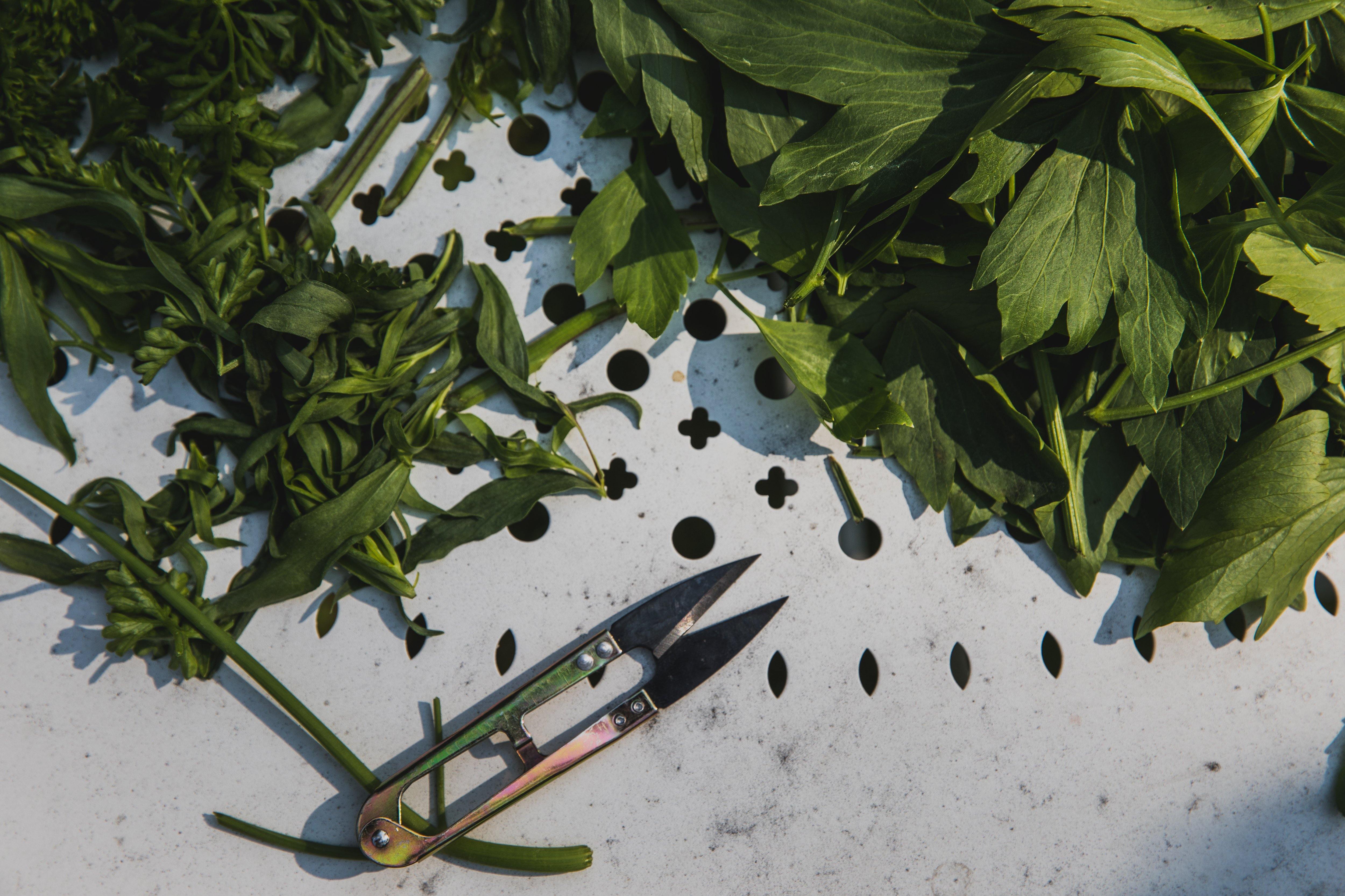 Mini Snip - Cigale & Fourmi – Cigale & Fourmi